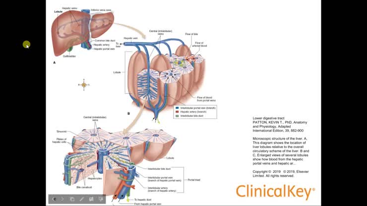 biliary-tree
