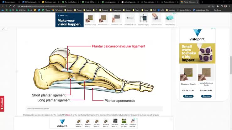 Ankle and Foot basic surface anatomy
