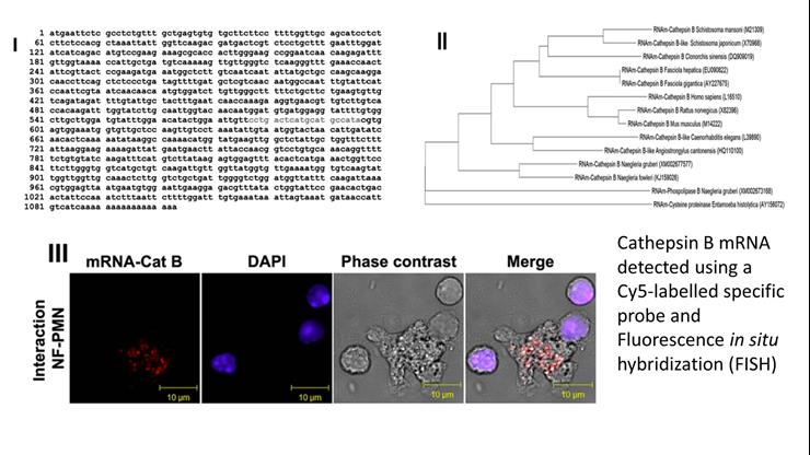 slides_amoeba results