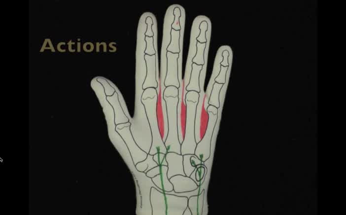 Video 7: Flexoren van de pols