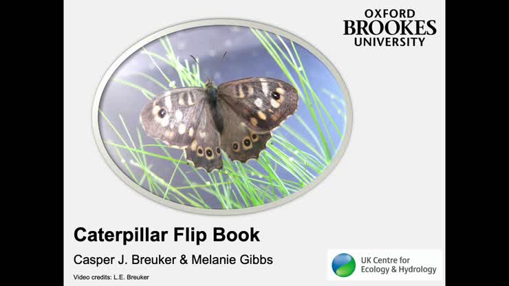 How to_Caterpillar Flip Book