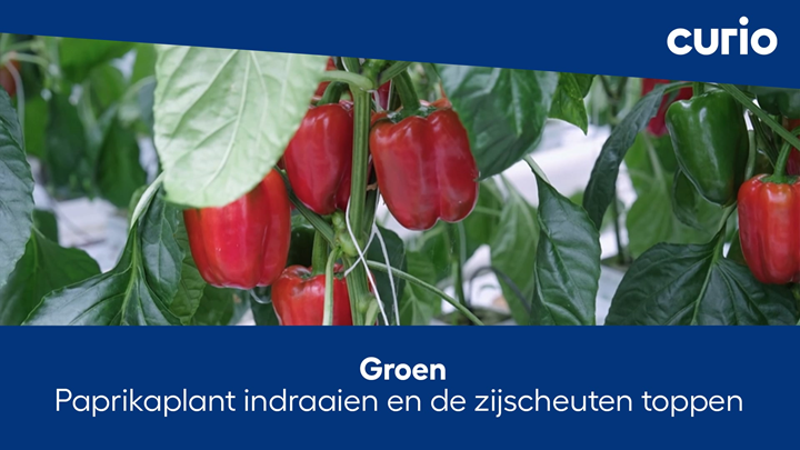 Groen | instructievideo | Hoe draai je een paprikaplant in en top je de ...