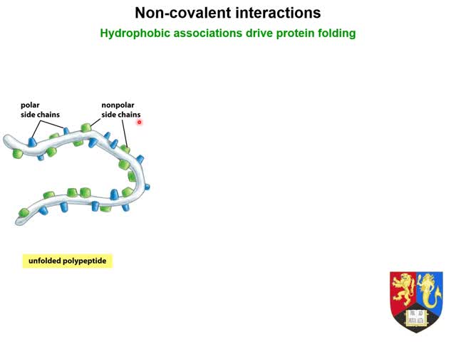 4 CBB Lecture - Protein Structure dictates function (Part 2)