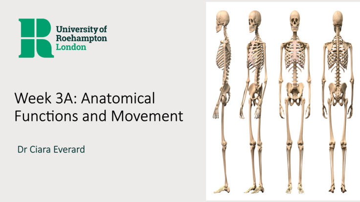 BAM: Lecture 3 Anatomical Functions and Movement