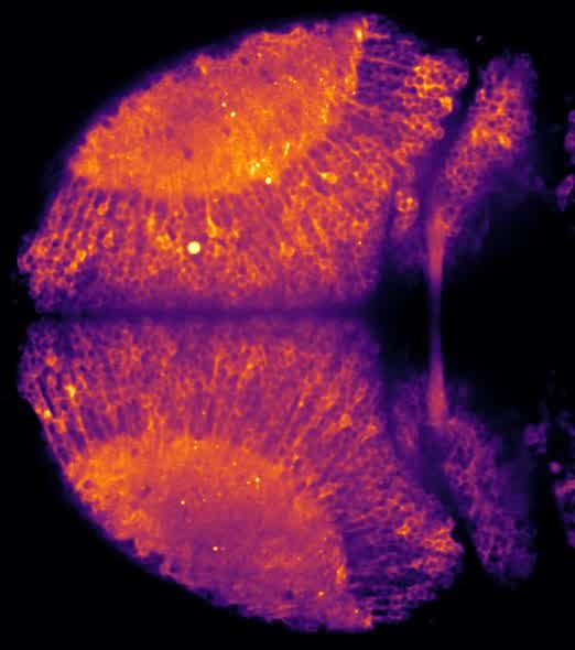 Supplementary video 5