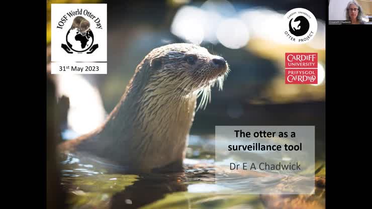 Insights Wales - Dr Liz Chadwick