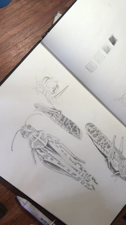 Drawing a Locust