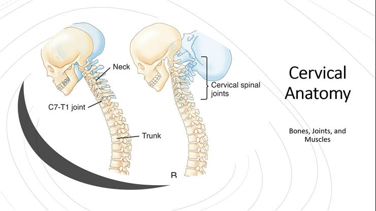 Cervical Anatomy Week 1