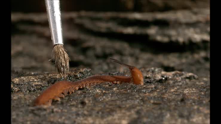 Slime shooting velvet worm © Baer et al. 2017