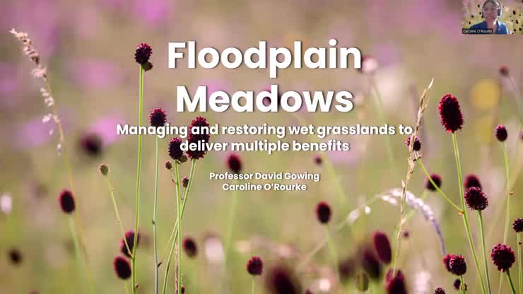 Insights Wales - Floodplain Meadows