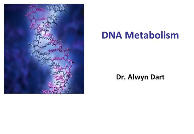DNA Metabolism