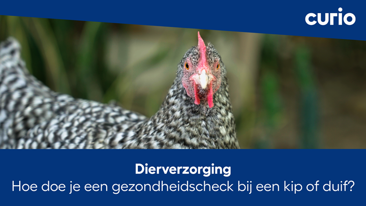 Dierverzorging | instructievideo | Hoe doe je een gezondheidscheck bij ...