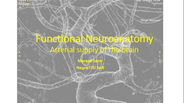 Functional neuroanatomy