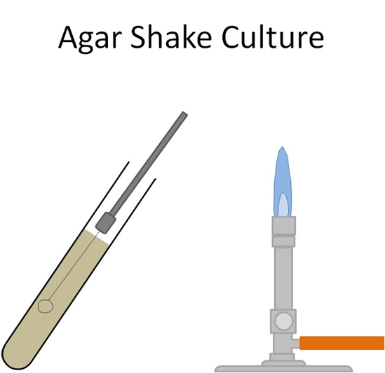 Agar Shake Culture
