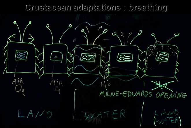 Crab breathing in the intertidal zone