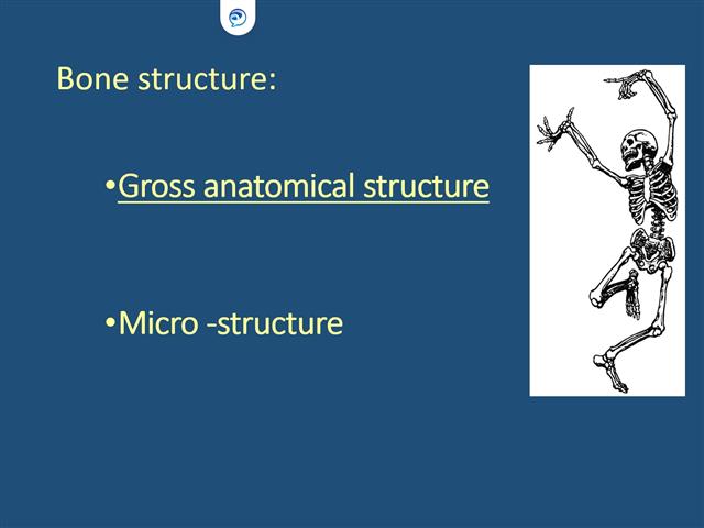 gross structure - diaphyses and periosteum etc..