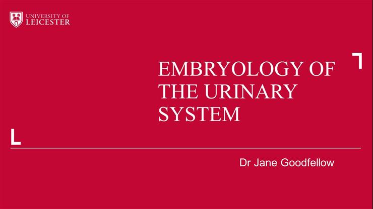 Embryology of the urinary system
