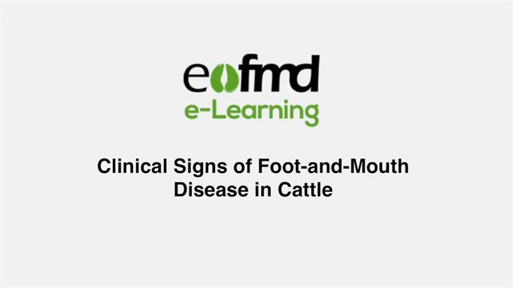 EuFMD: Clinical signs of FMD in cattle