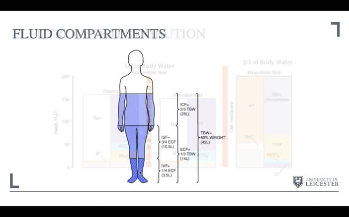 Body fluid compartments