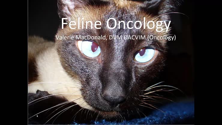 Feline Oncology