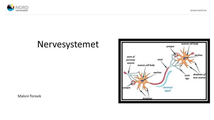 Nervesystemet, del 1 av 3