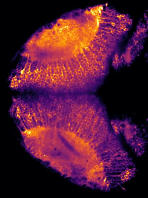 Supplementary Video 8