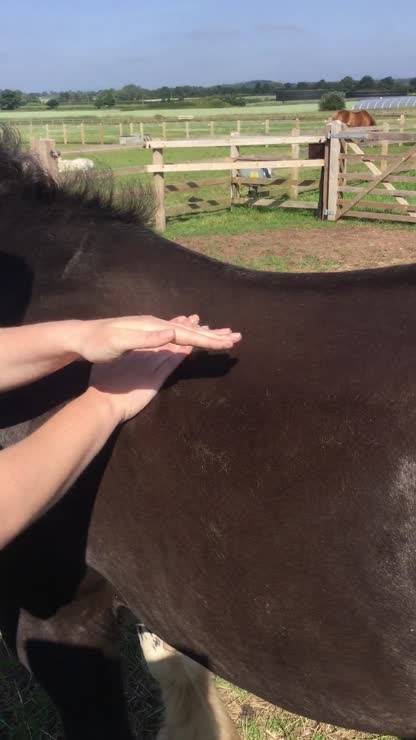 Equine massage = Deep effleurage