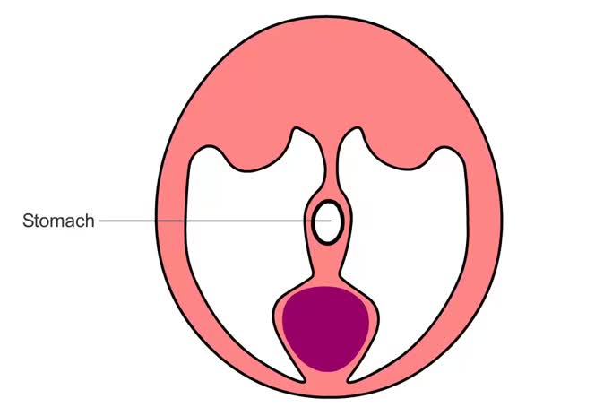 stomach-embryology