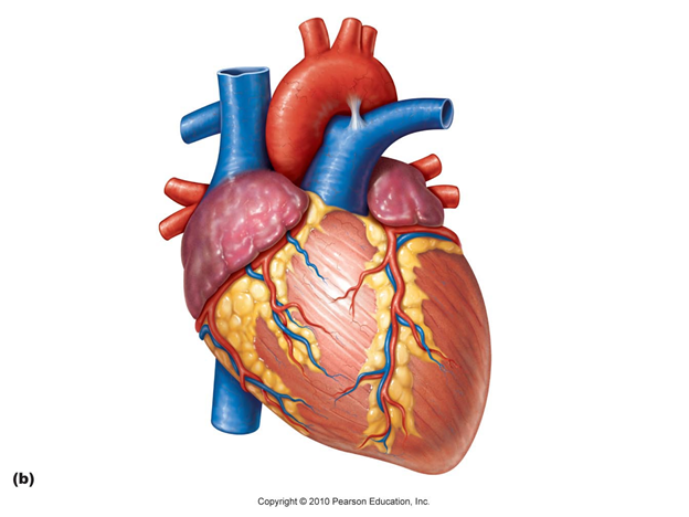 The fibrous skeleton of the heart completed