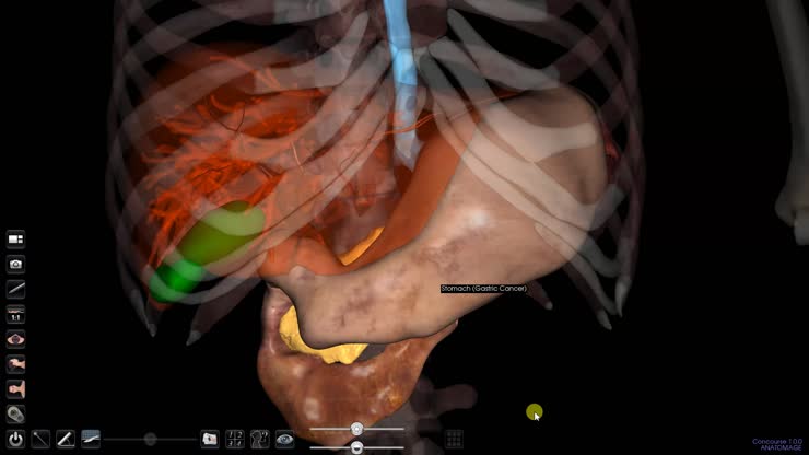 pancreas-gross-anatomy-blood-supply