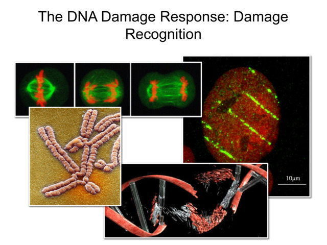 Stem Cells and Genetic Inheritance - DNA Recognition Stewart (copy)